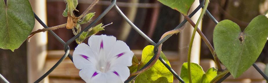 Invasive species—regulation and offences | Legal Guidance | LexisNexis